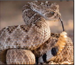 Check your pool noodle for snakes - Service Industry News